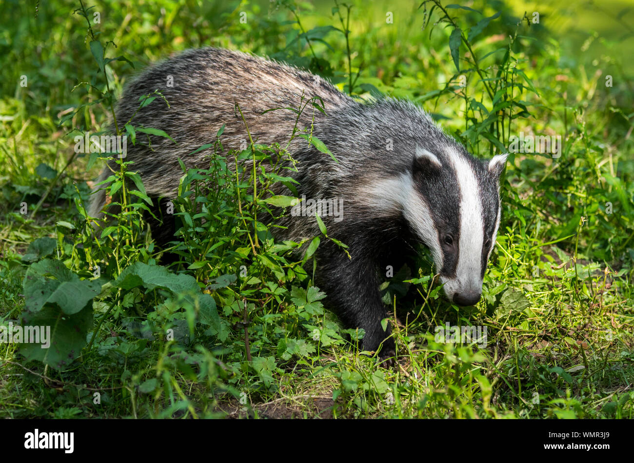 Badgers of france hi-res stock photography and images - Alamy