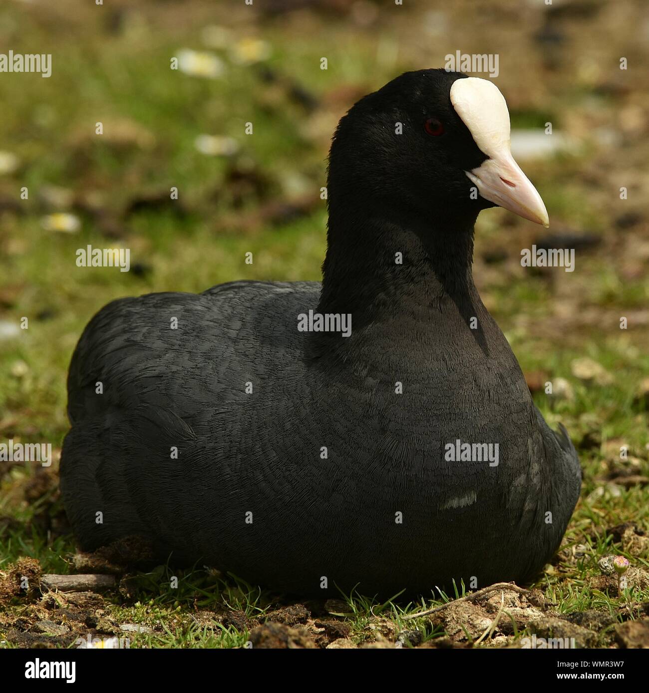 Common coot on water hi-res stock photography and images - Alamy