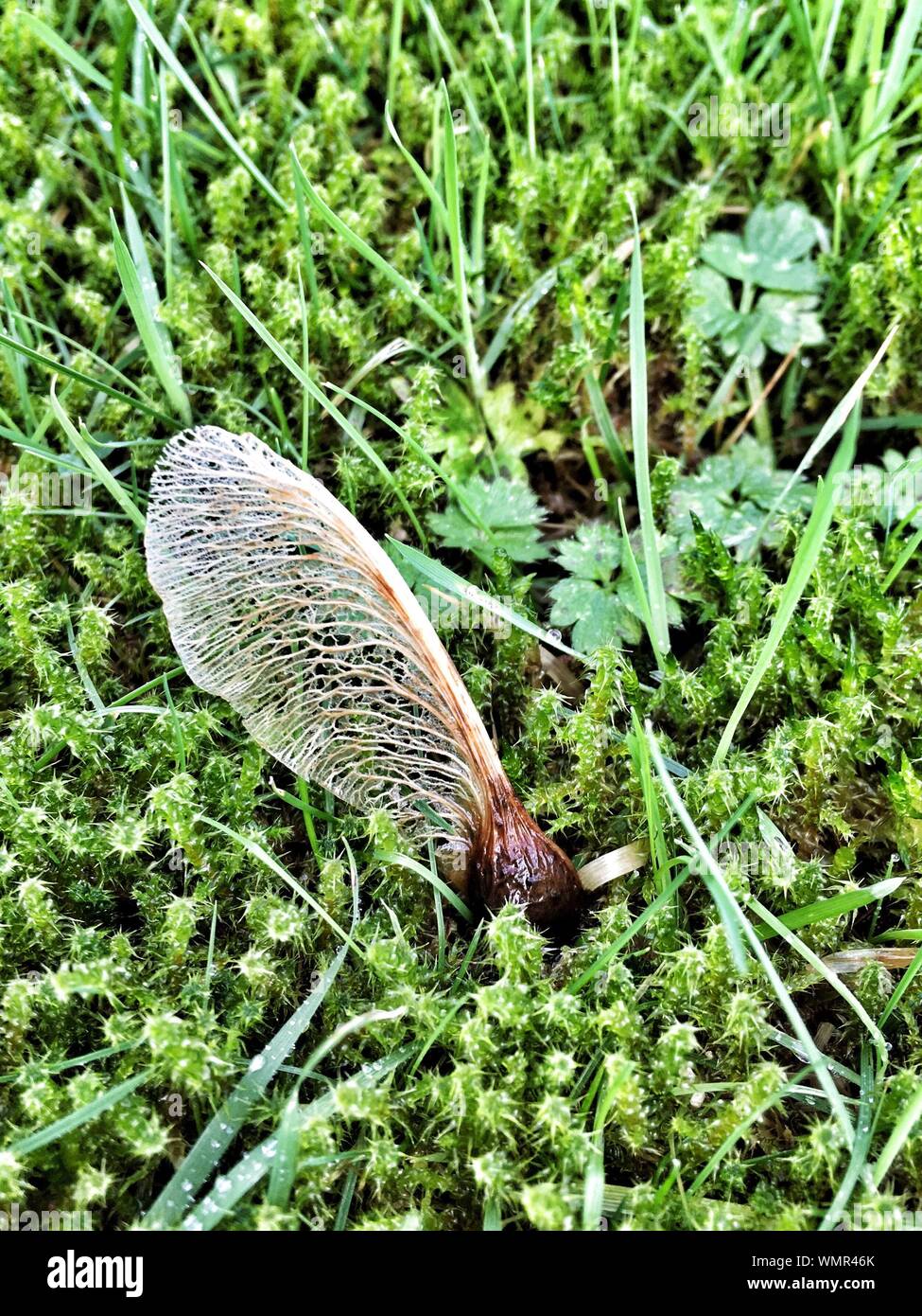 Sycamore tree seed hi-res stock photography and images - Alamy