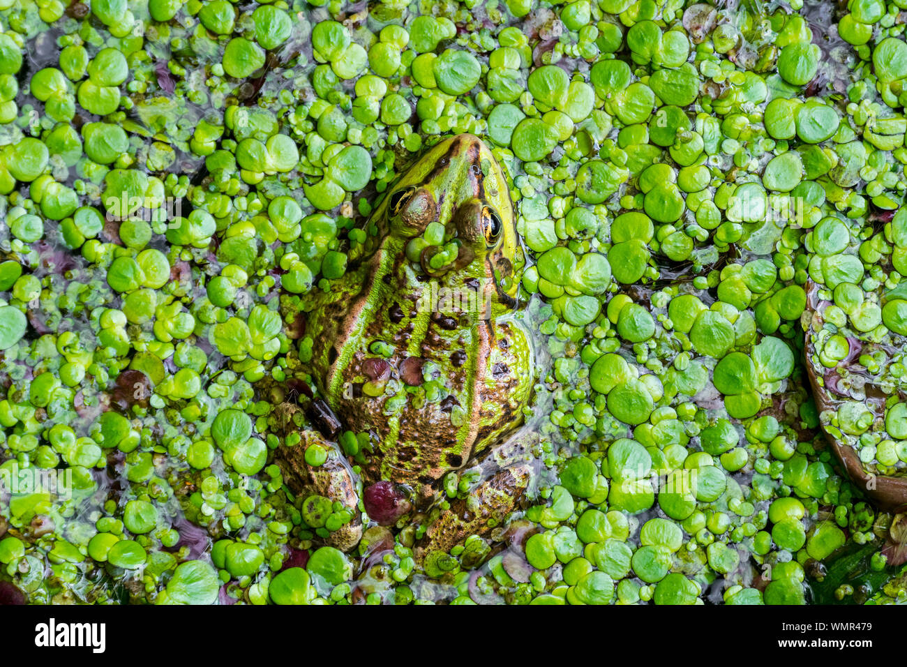 Edible frog / common water frog / green frog (Pelophylax kl. esculentus ...