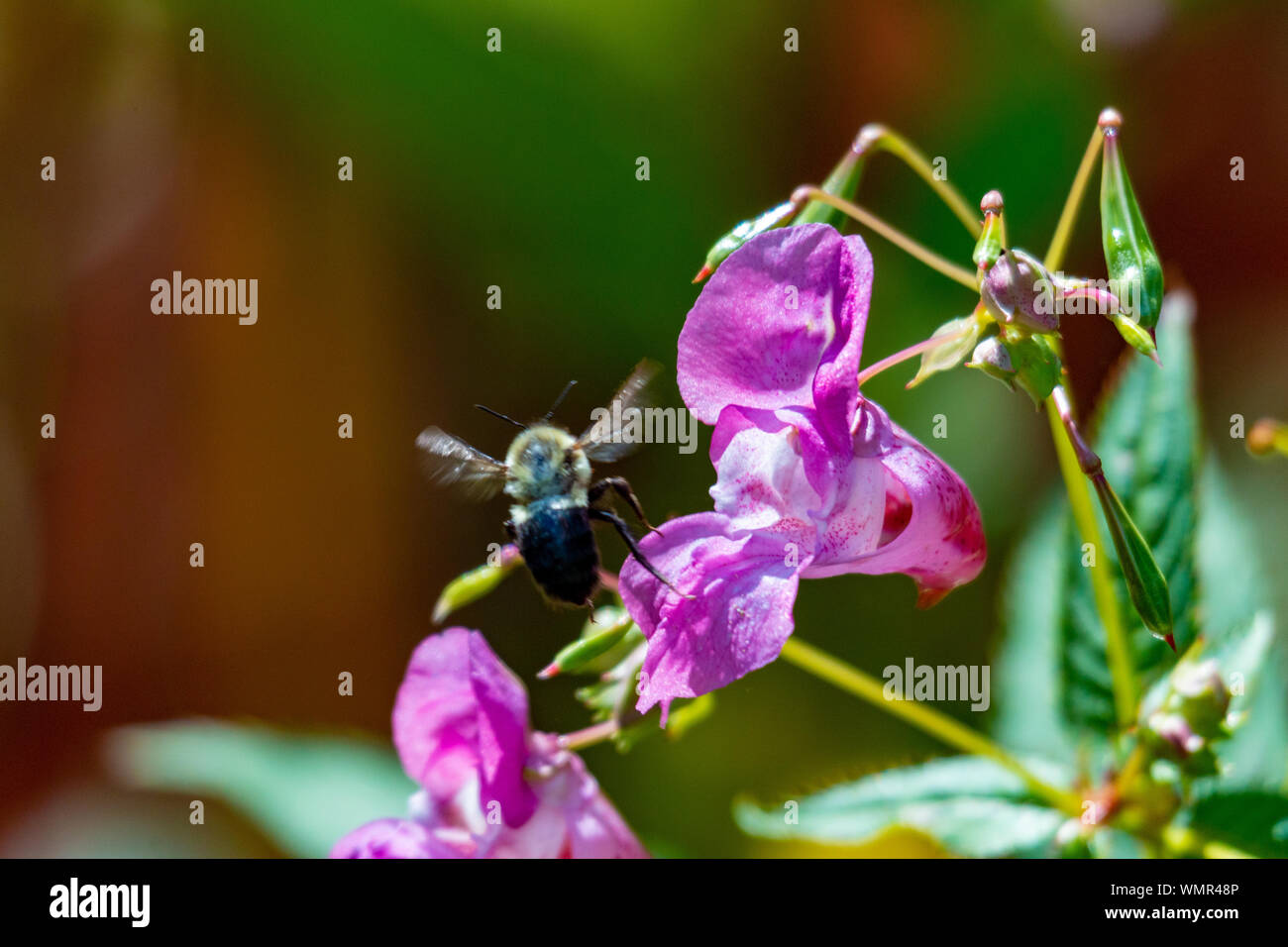 Honey bee pollinating a Himalayan Balsam. Impatiens glandulifera ...