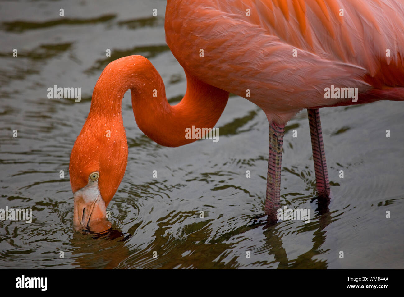Flamingo feeding in shallow water Stock Photo - Alamy