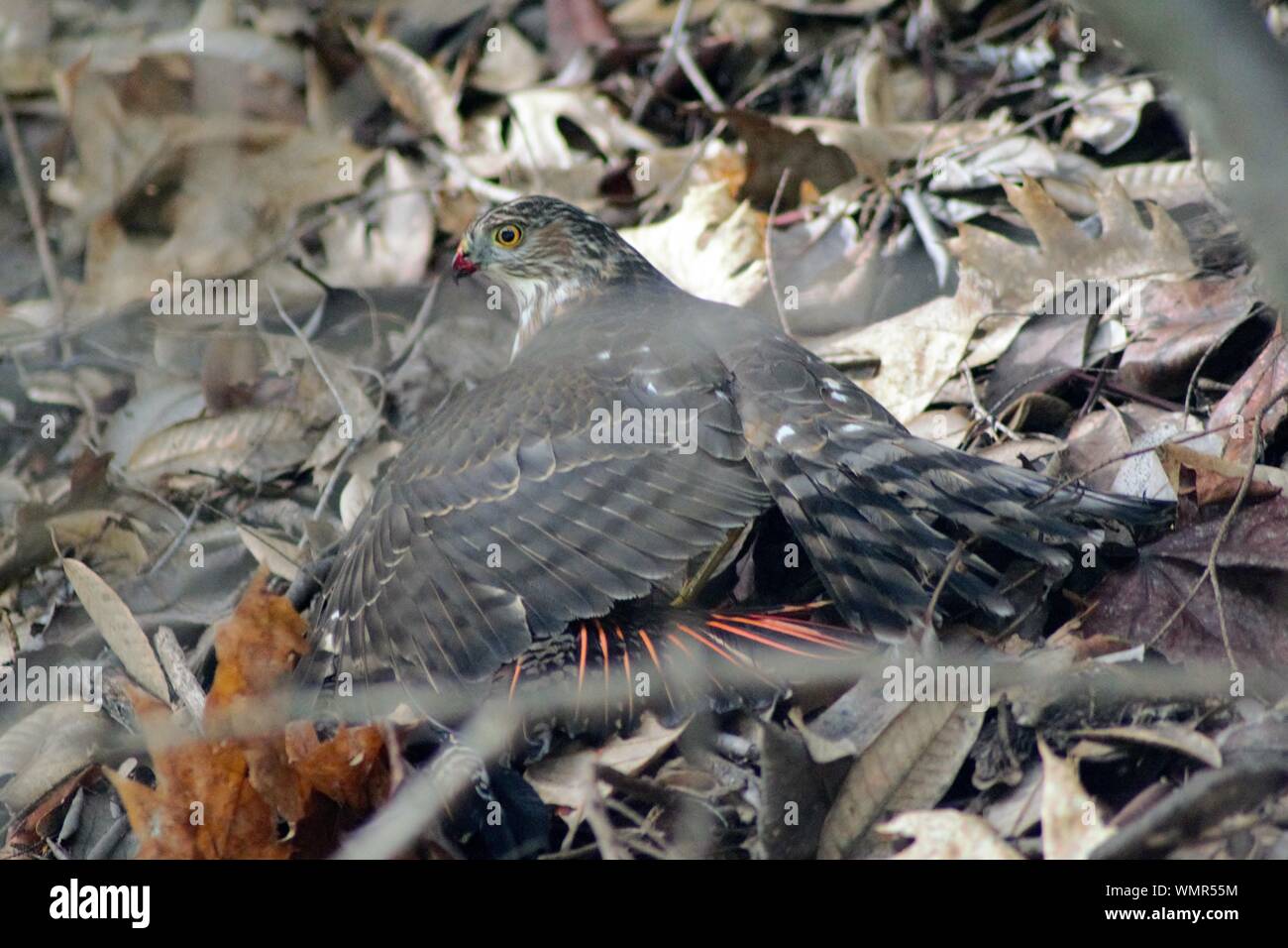 Dead Hawk High Resolution Stock Photography and Images - Alamy