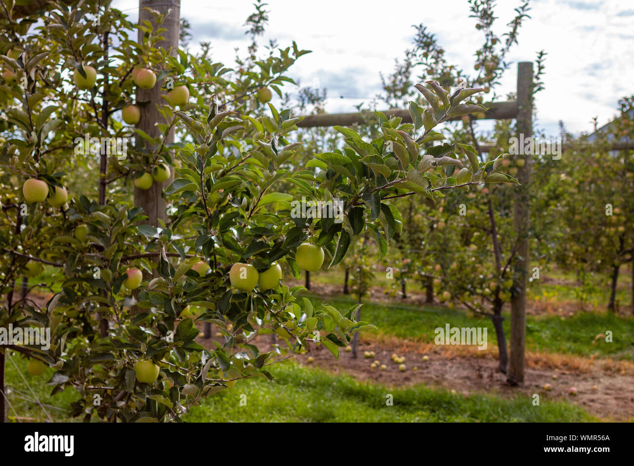 Apple orchard in summer. With selective focus on one piece of fruit ...