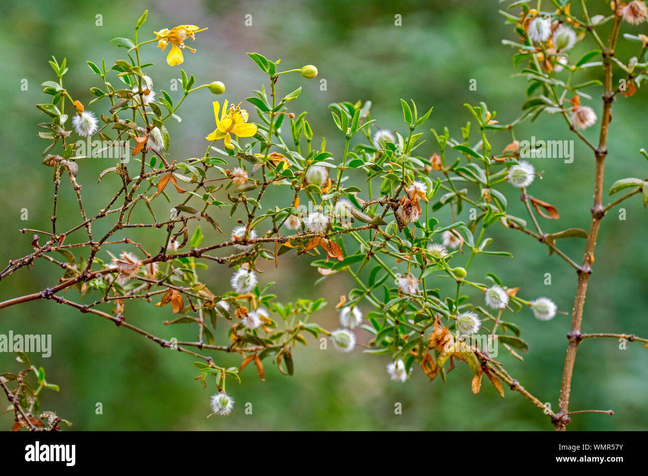 Creosote bush / greasewood / chaparral (Larrea tridentata) close-up of ...