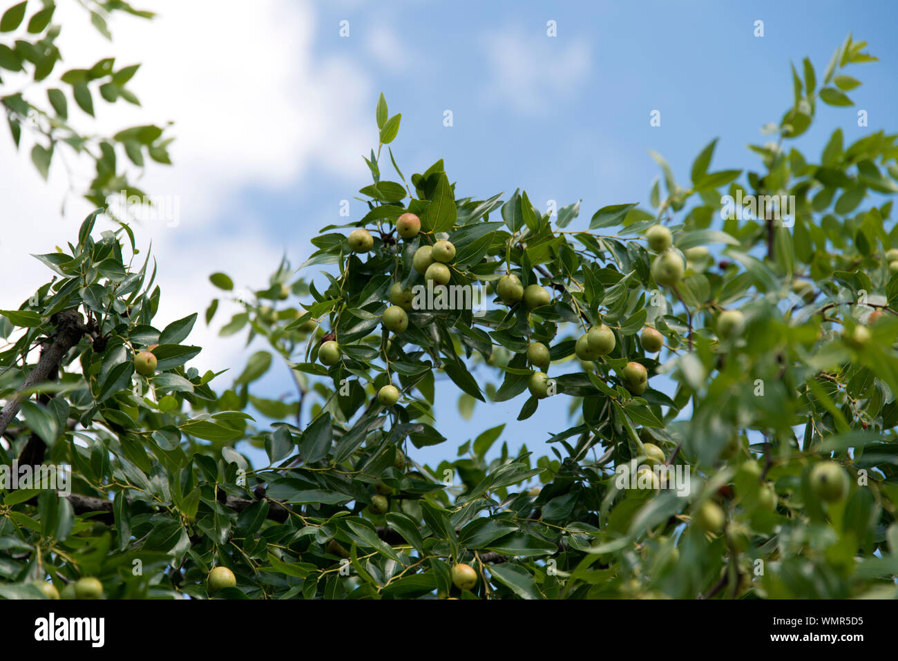 Jujube tree High Resolution Stock Photography and Images - Alamy