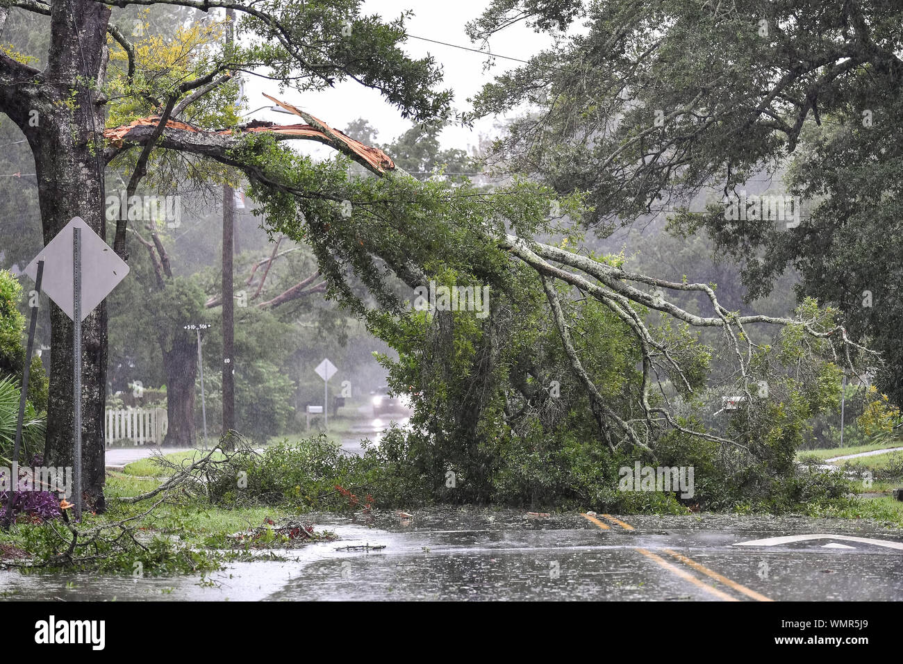Bahamas dorian tree hi-res stock photography and images - Alamy