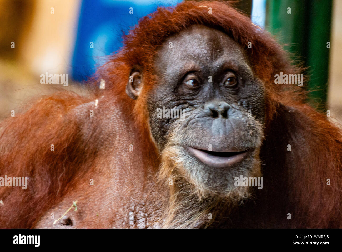 Orangutan. Close-up of female orangutan. Endangered due to habitat loss ...
