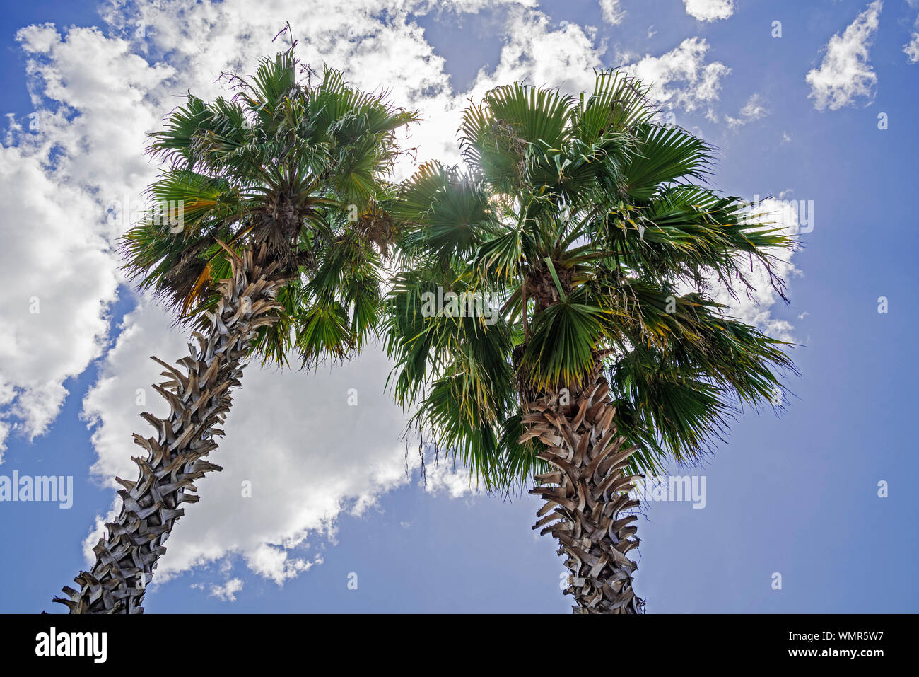 Sabal palmetto hi-res stock photography and images - Alamy