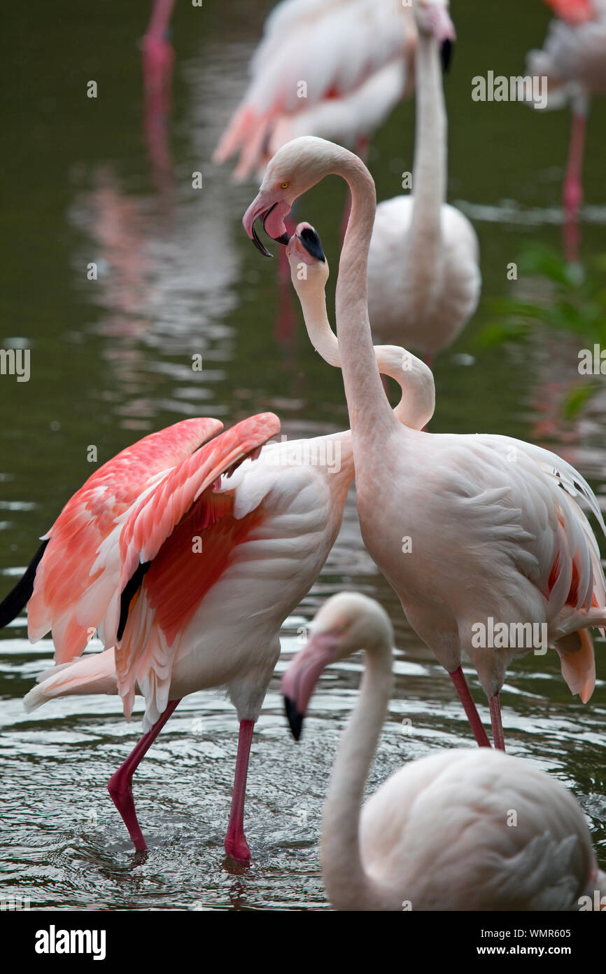 Greater flamingo courtship Stock Photo - Alamy