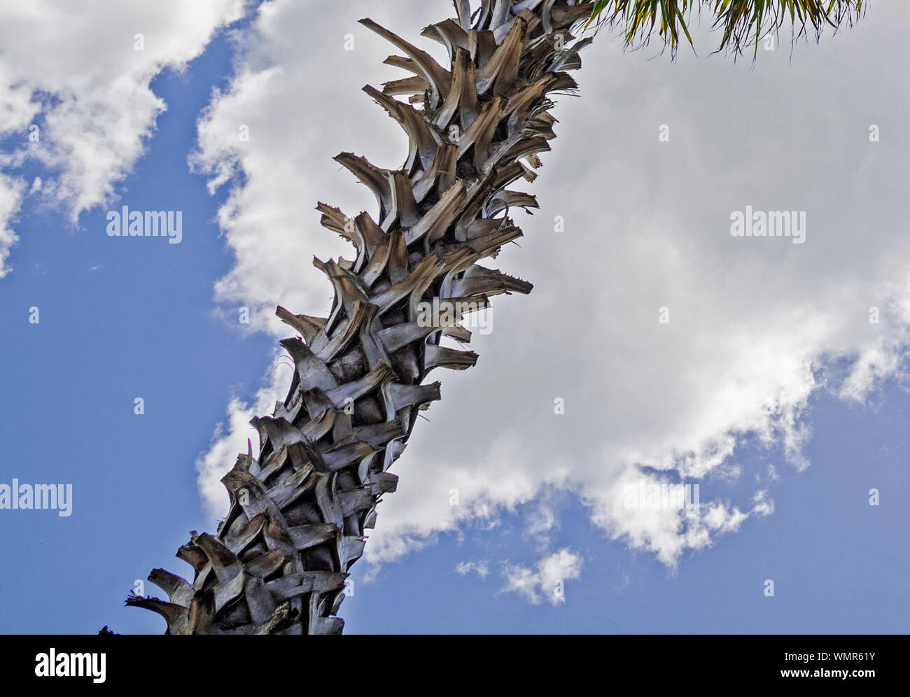 Sabal palm leaf hi-res stock photography and images - Alamy