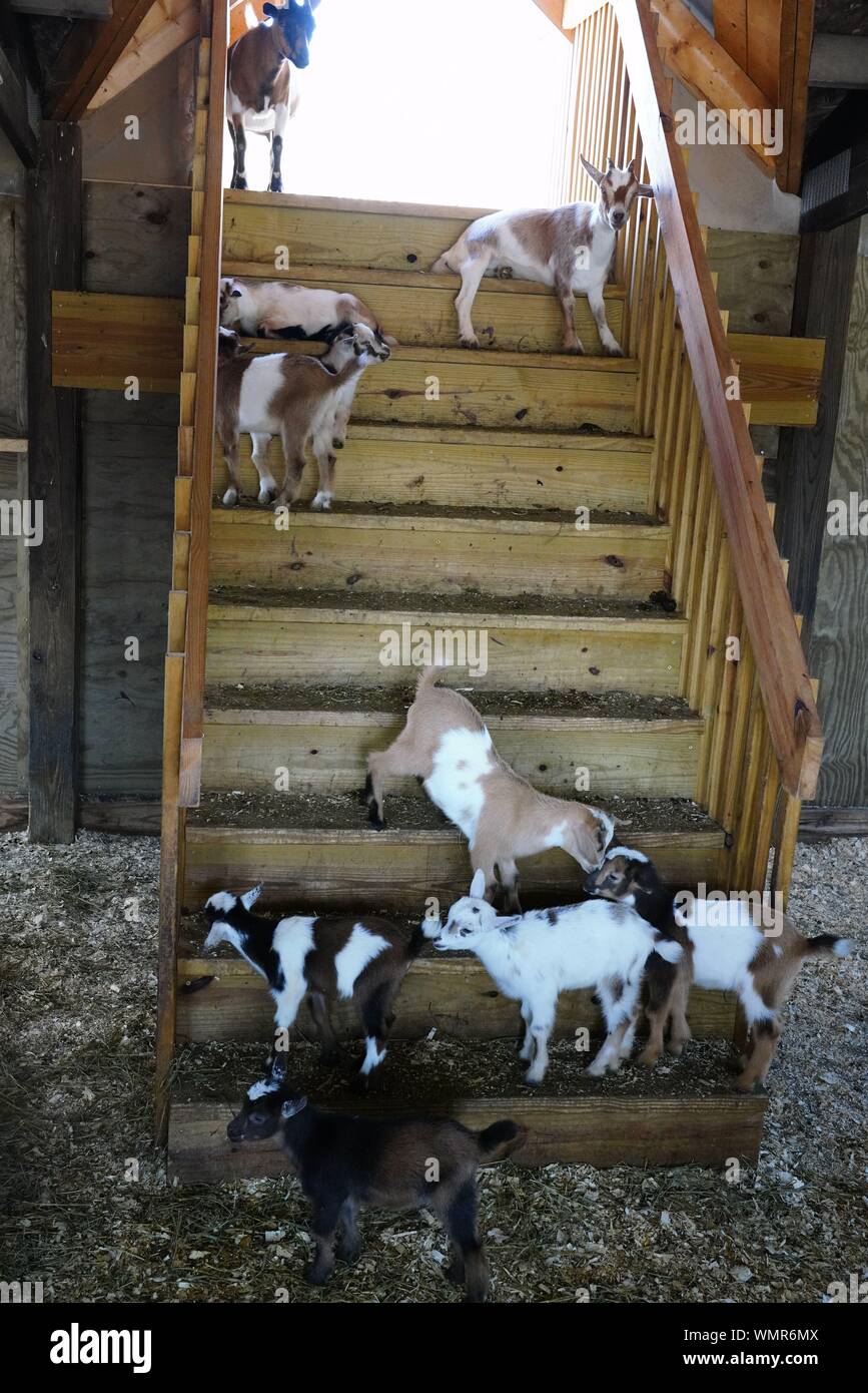 Pygmy Goat Family at Wisconsin Dells Zoo play around Stock Photo - Alamy