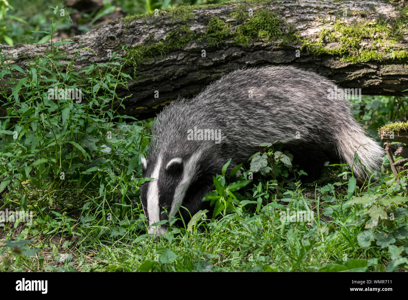 European badger (Meles meles) foraging under fallen tree and looking ...