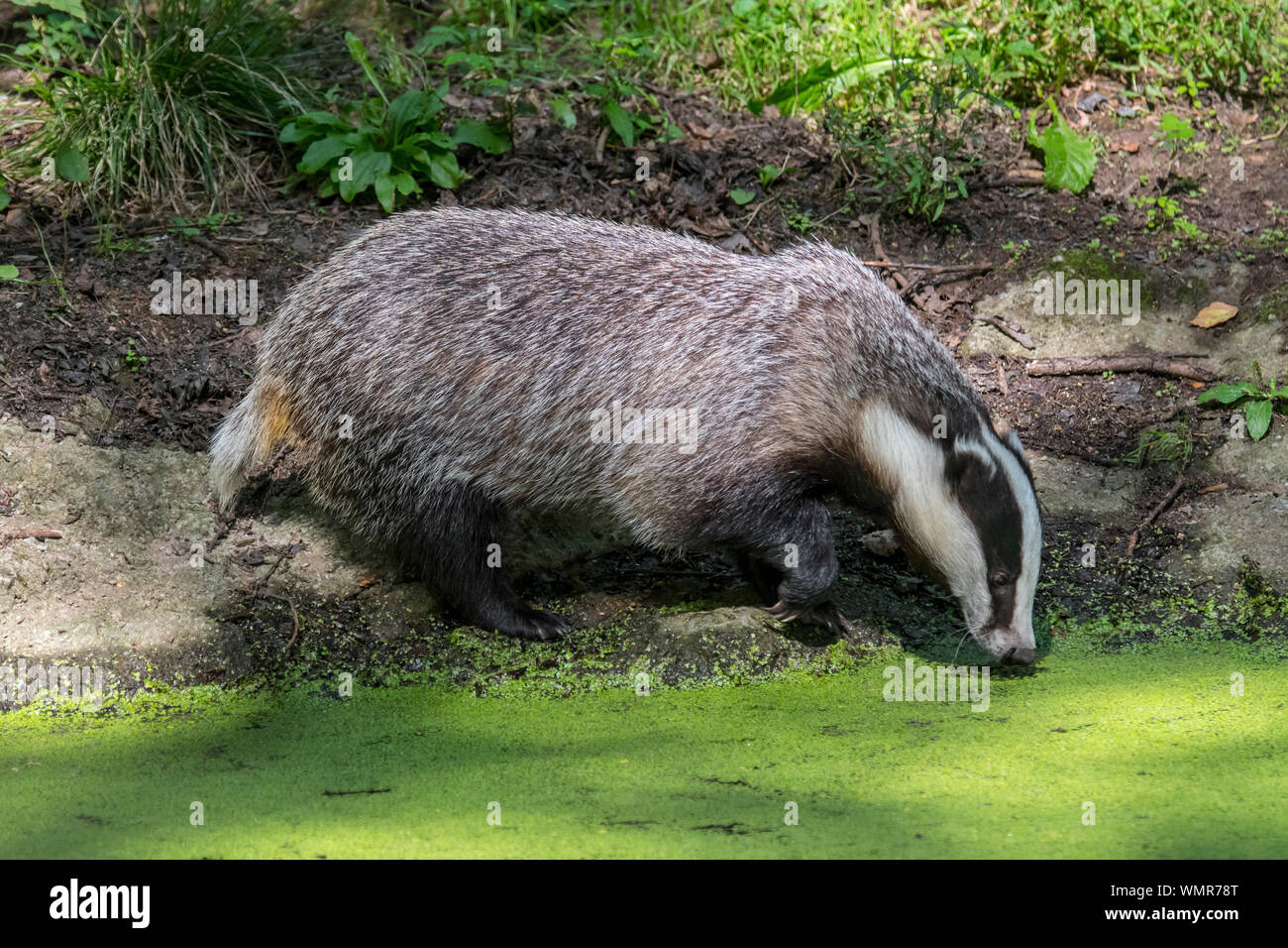 European badger (Meles meles) drinking water from pond / pool covered ...