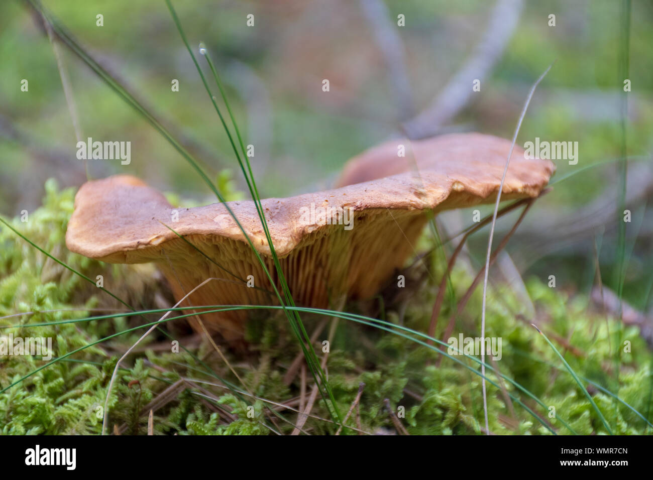 Golden mushrooms hi-res stock photography and images - Alamy