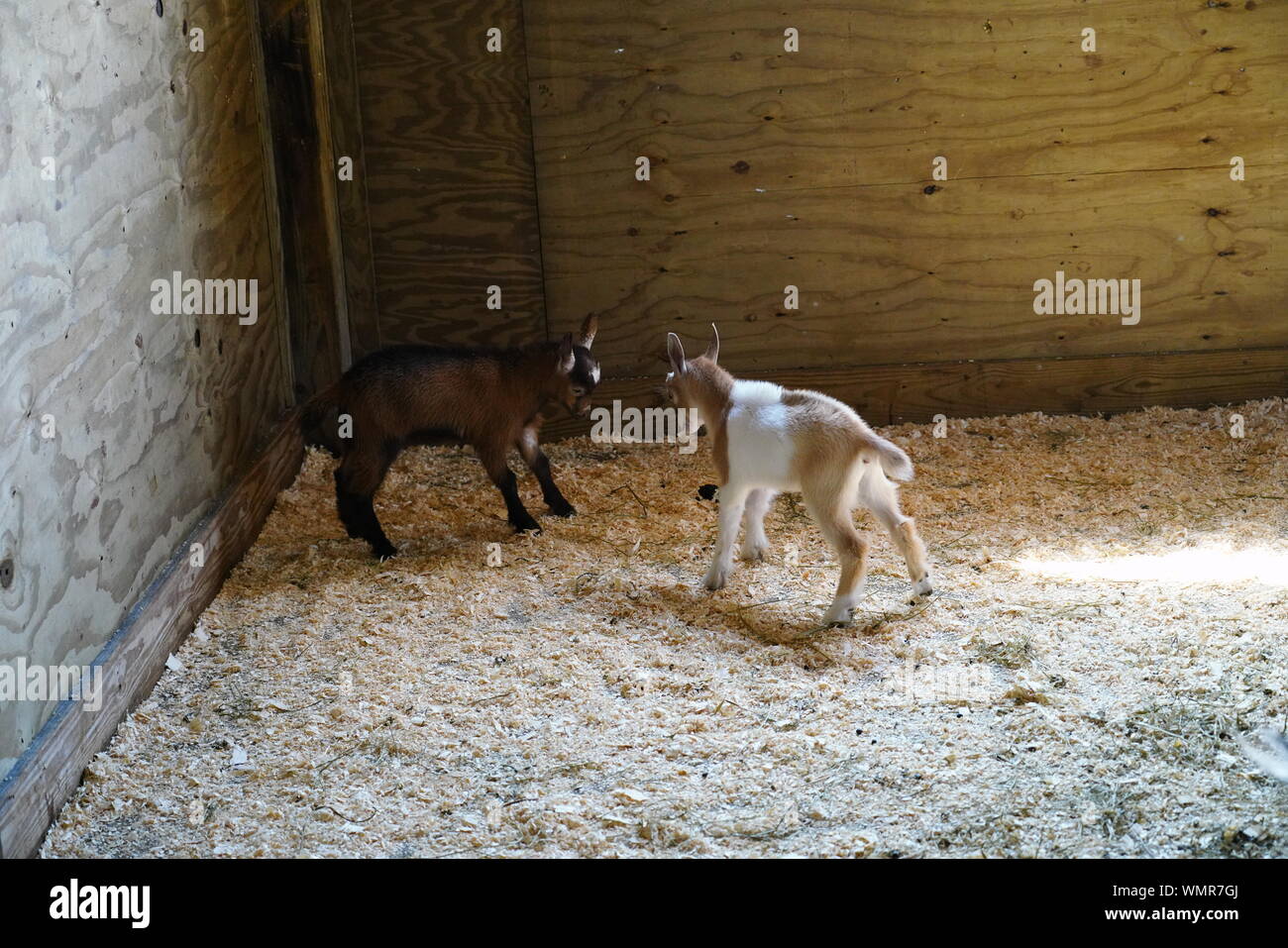 Pygmy Goat Family at Wisconsin Dells Zoo play around Stock Photo - Alamy