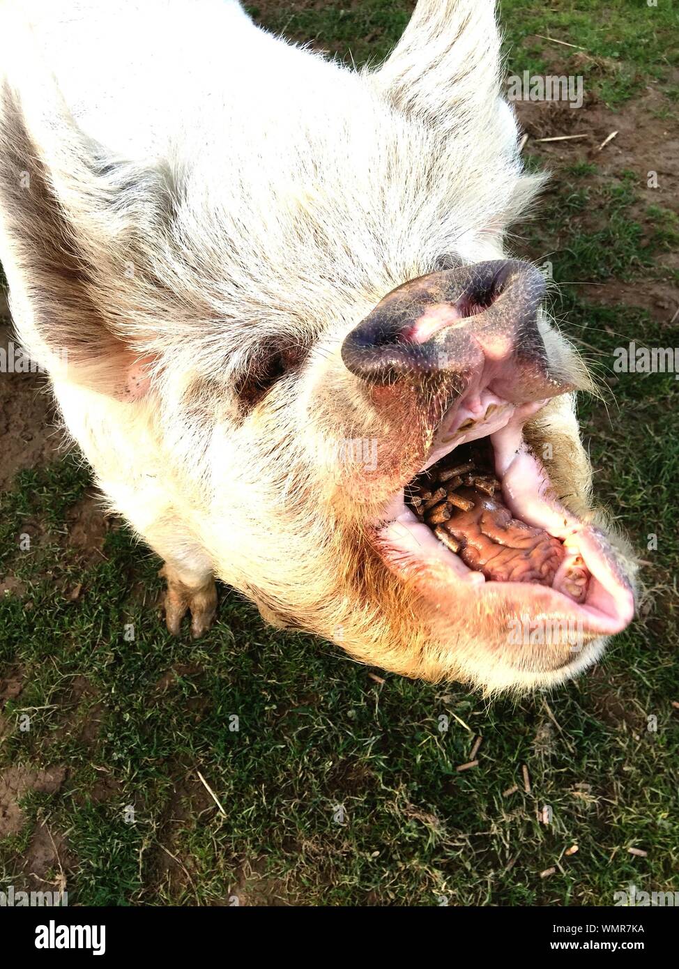 Pig mouth hi-res stock photography and images - Alamy