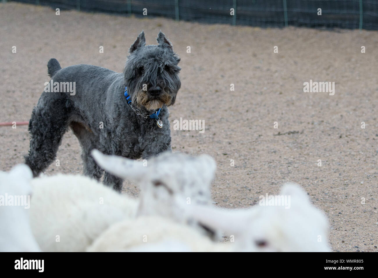 Bouvier family hi-res stock photography and images - Alamy
