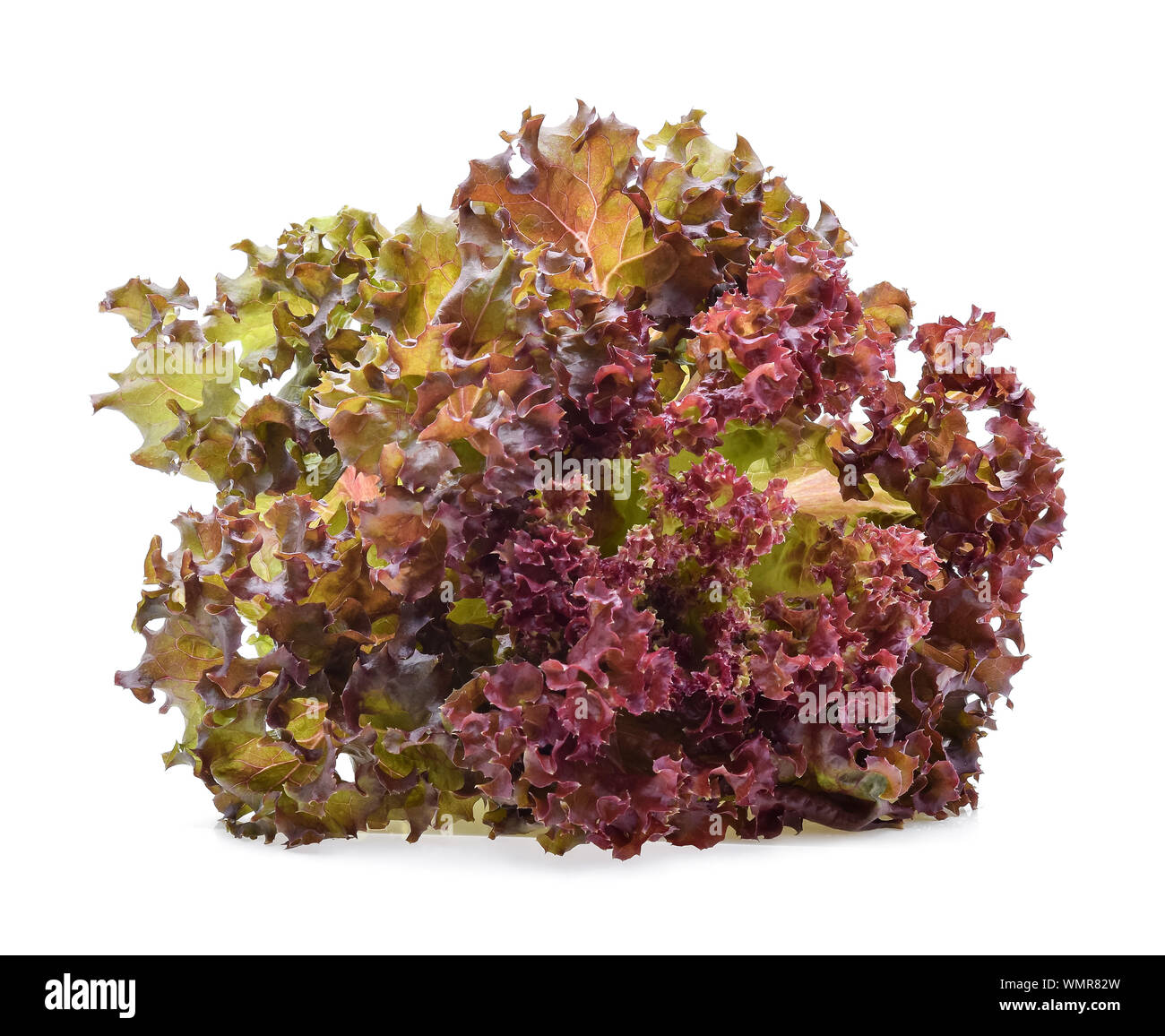 Kale leaf white background hi-res stock photography and images - Alamy