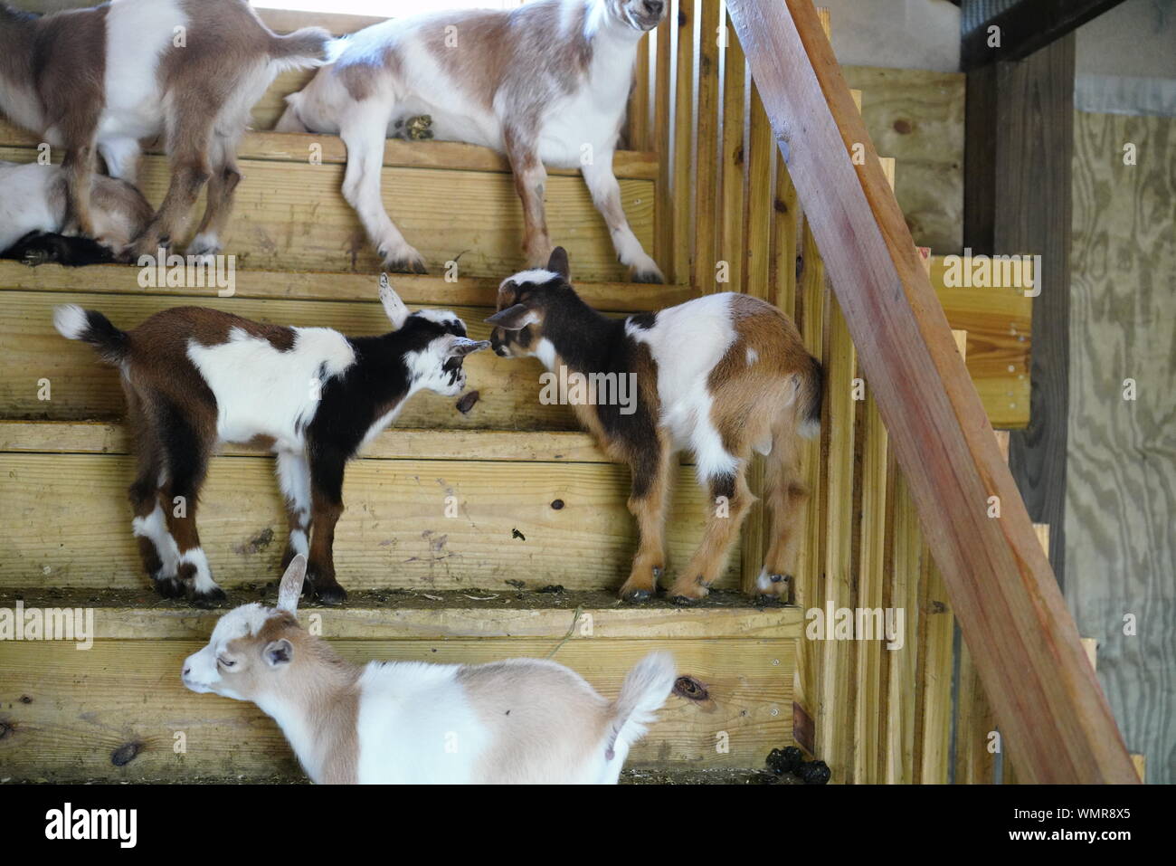 Pygmy Goat Family at Wisconsin Dells Zoo play around Stock Photo - Alamy