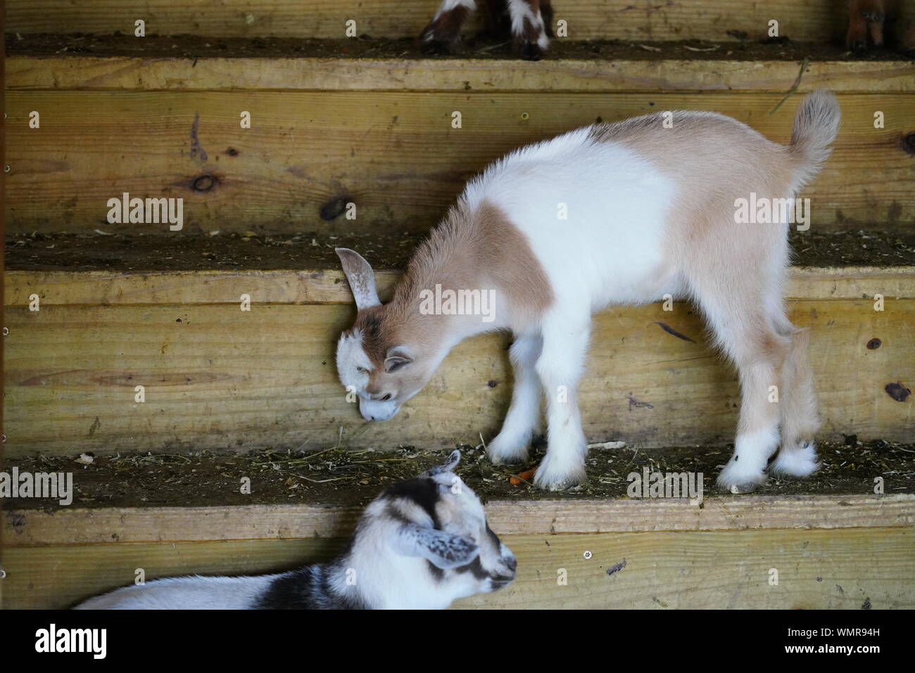 Pygmy Goat Family at Wisconsin Dells Zoo play around Stock Photo - Alamy