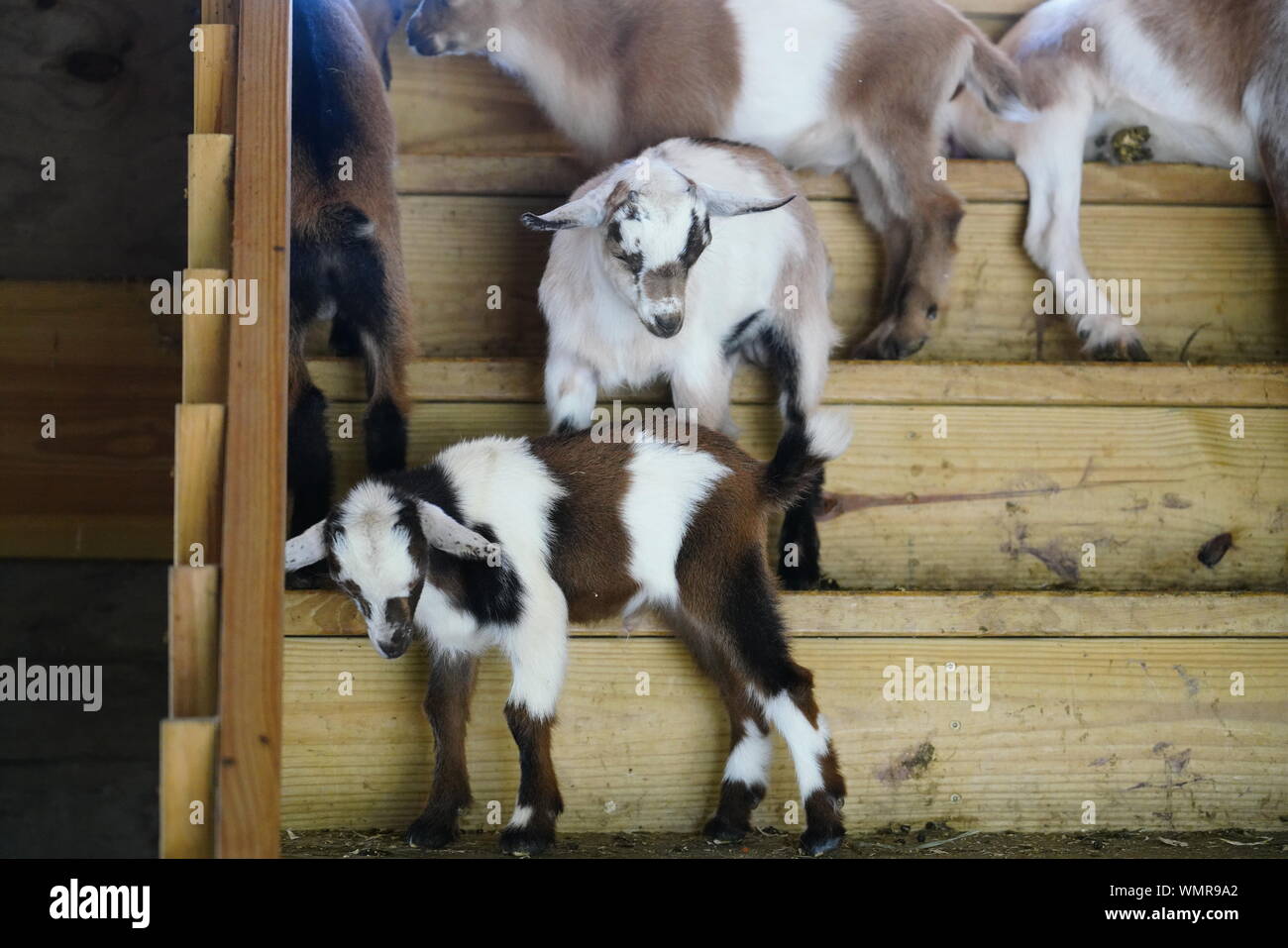 Pygmy Goat Family at Wisconsin Dells Zoo play around Stock Photo - Alamy