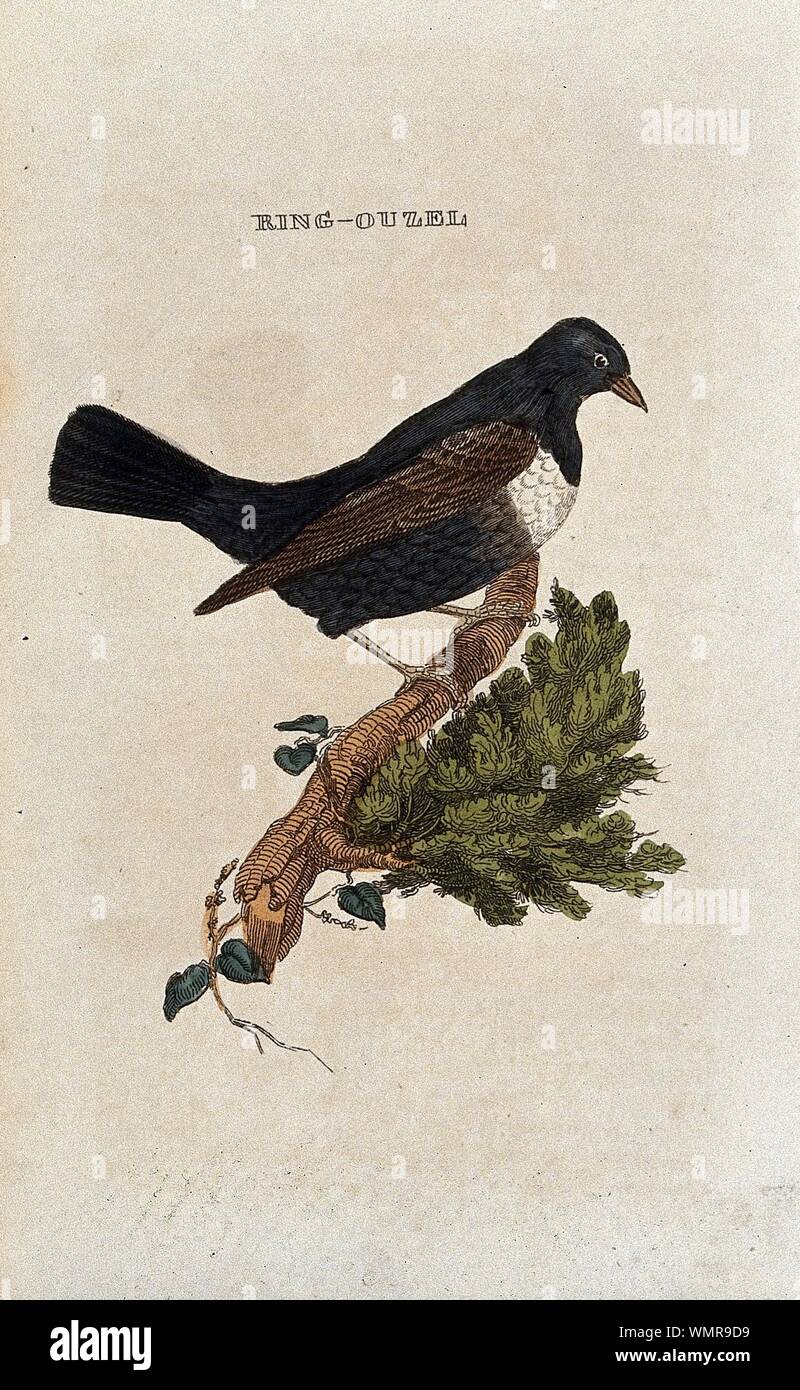 Ring ouzel illustration hi-res stock photography and images - Alamy