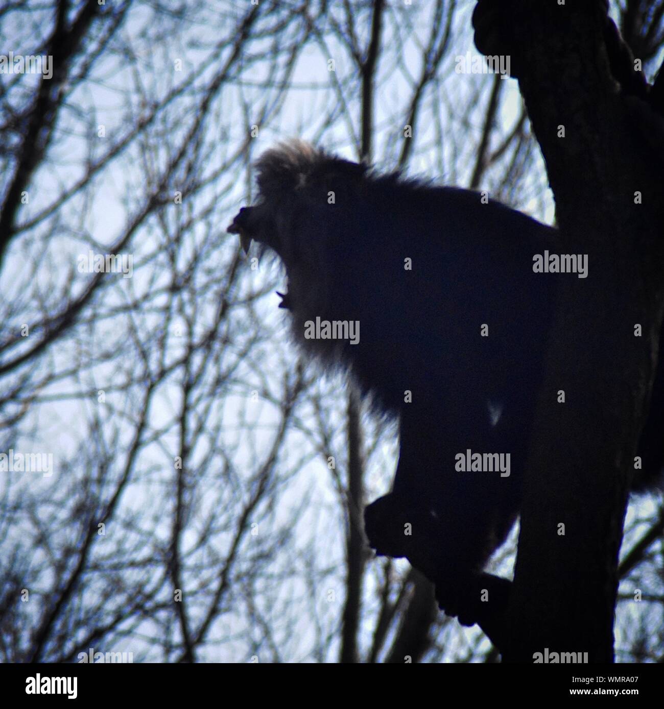Screaming tree hi-res stock photography and images - Alamy