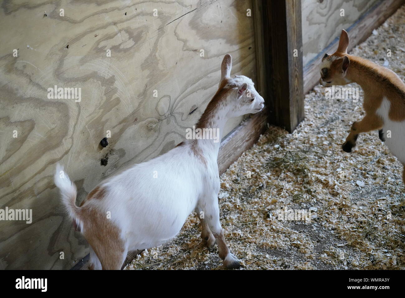 Pygmy Goat Family at Wisconsin Dells Zoo play around Stock Photo - Alamy