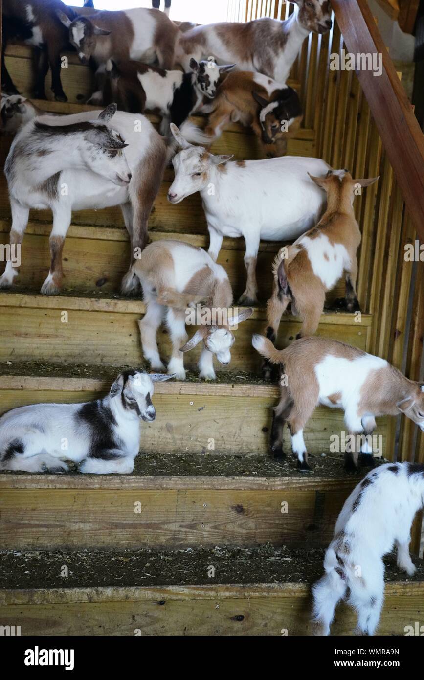 Pygmy Goat Family at Wisconsin Dells Zoo play around Stock Photo - Alamy