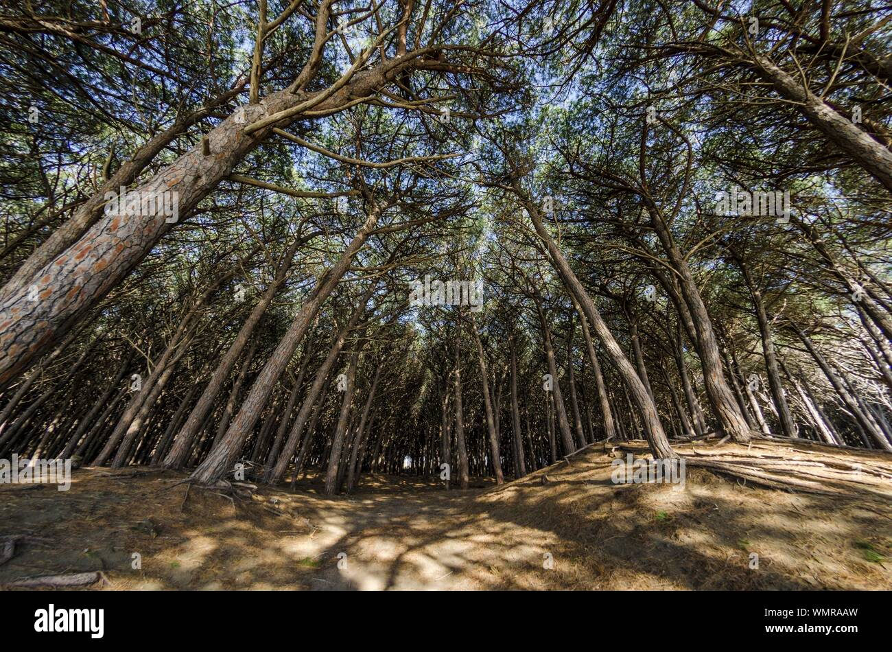 Interior view of pine forest hi-res stock photography and images - Alamy