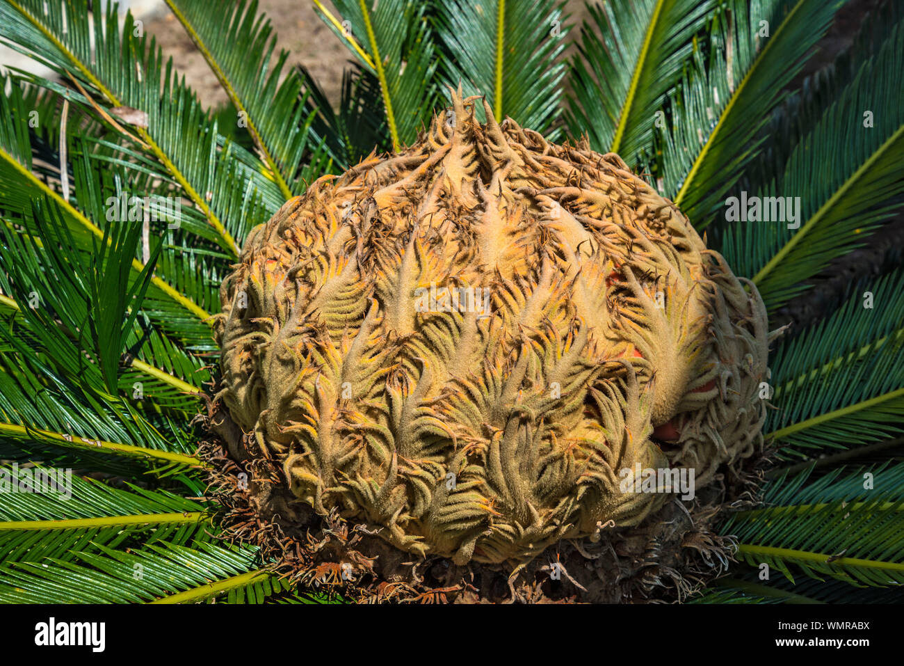 Sago palm tree hi-res stock photography and images - Alamy