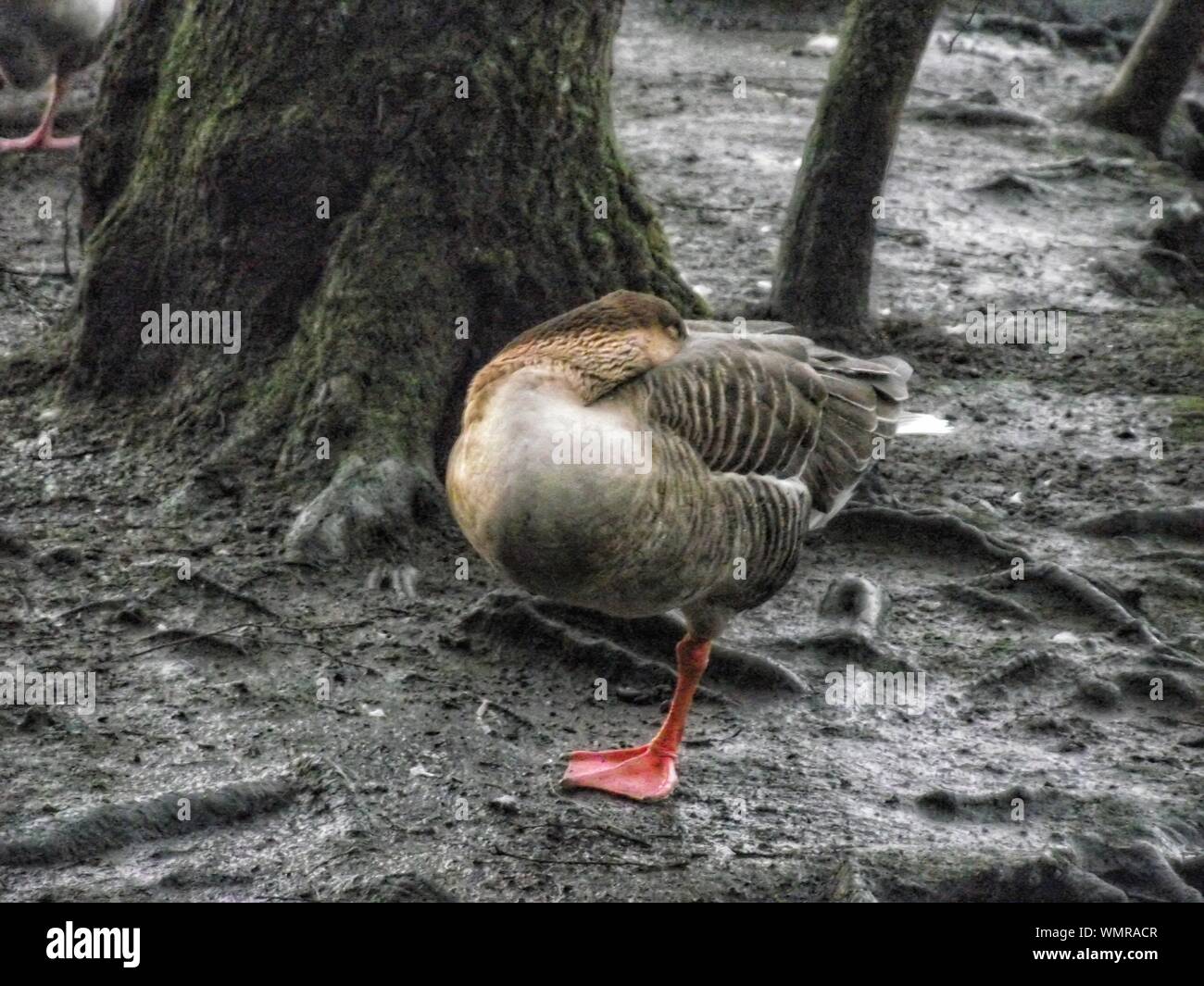 Tree goose hi-res stock photography and images - Alamy
