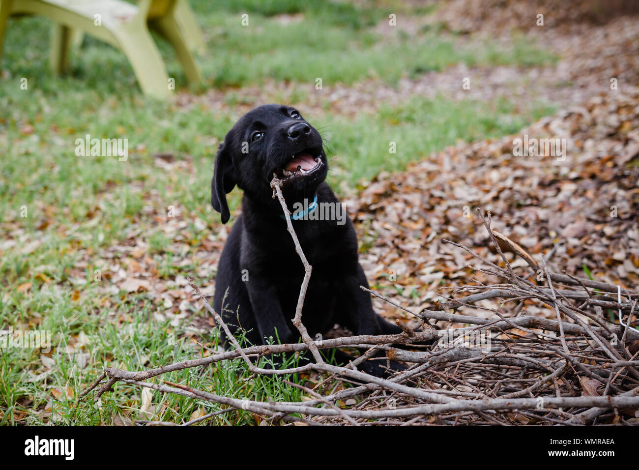 Black Labrador Puppy Biting Stick While Sitting On Field Stock Photo ...