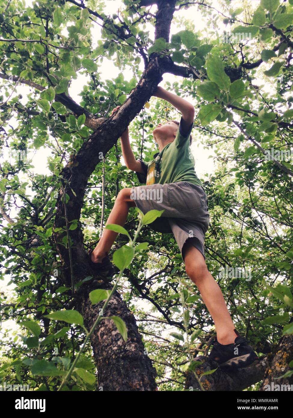 Boy with tree hi-res stock photography and images - Alamy