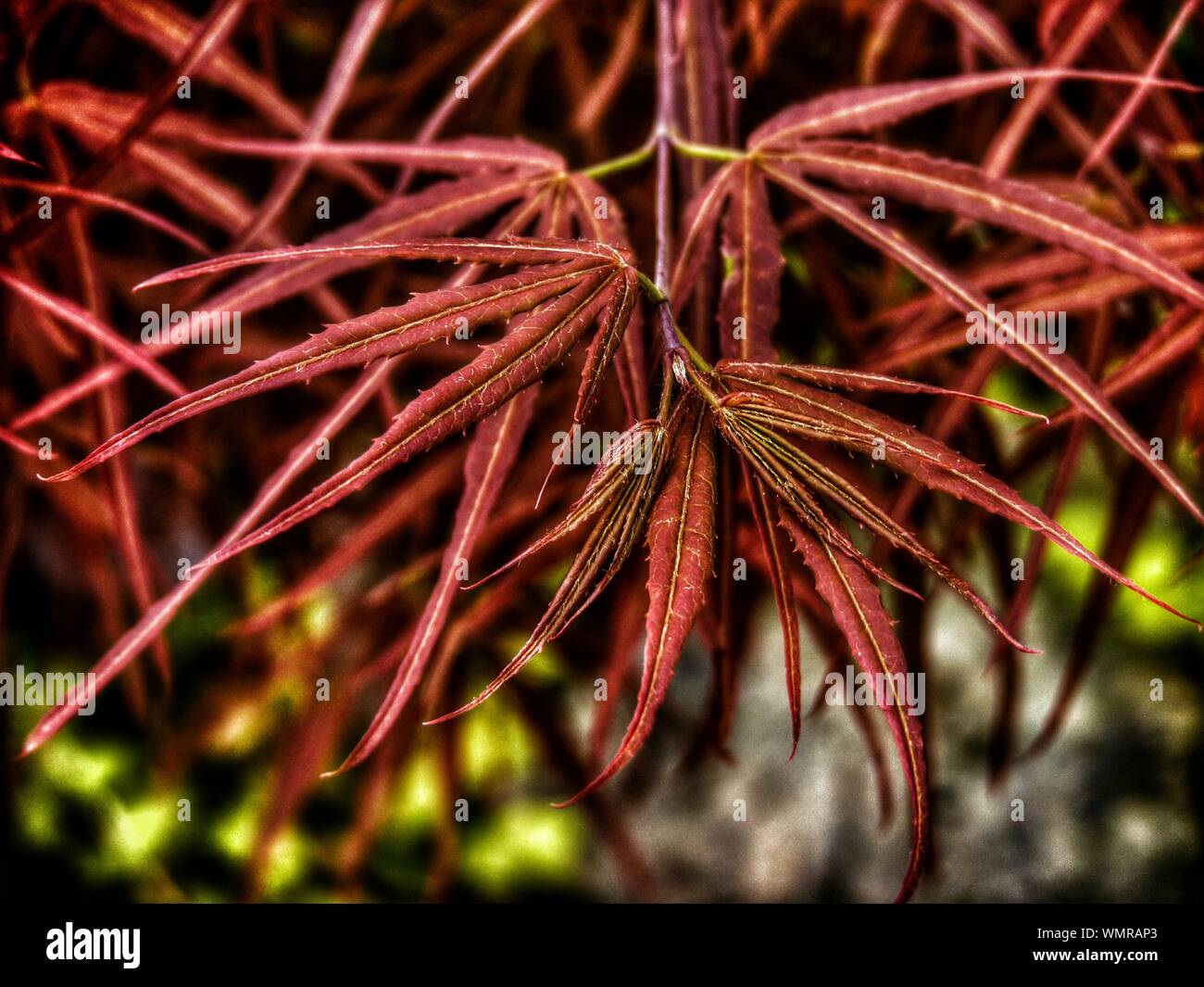 Japanese maple leaves hi-res stock photography and images - Alamy