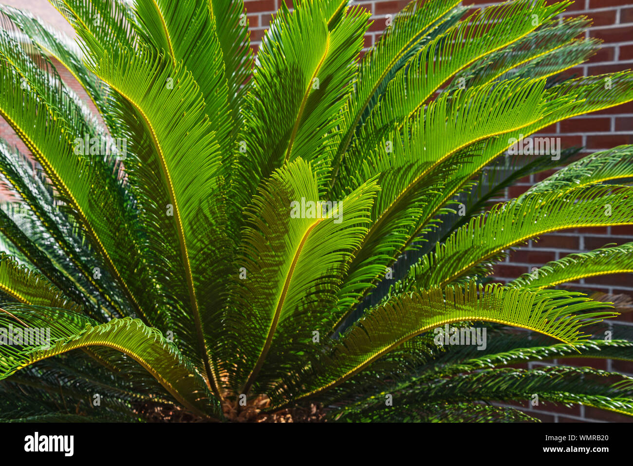 Sago palm tree hi-res stock photography and images - Alamy