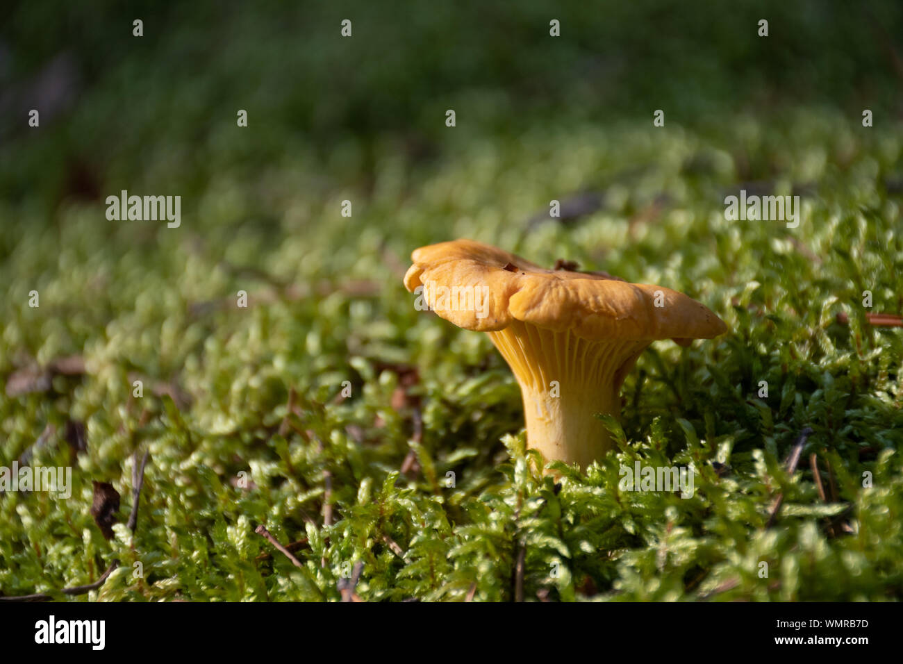 Golden mushrooms hi-res stock photography and images - Alamy