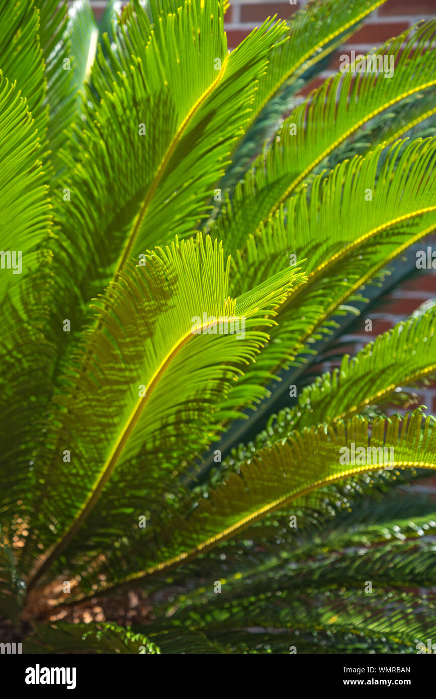 Sago palm tree hi-res stock photography and images - Alamy