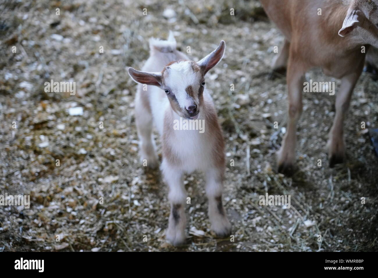 Pygmy Goat Family at Wisconsin Dells Zoo play around Stock Photo - Alamy