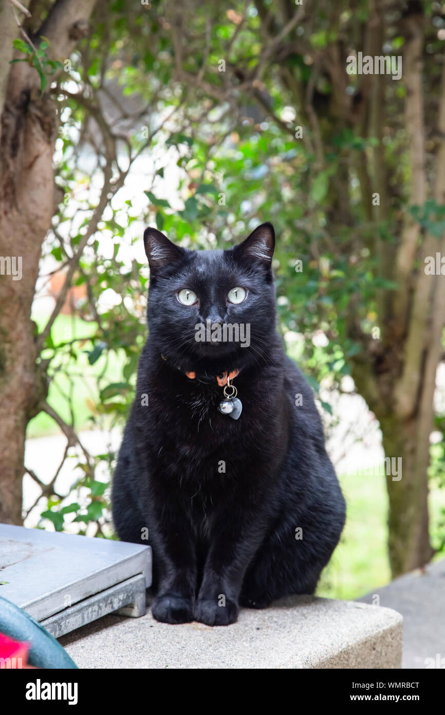 Vertical shot cat eyes hi-res stock photography and images - Alamy