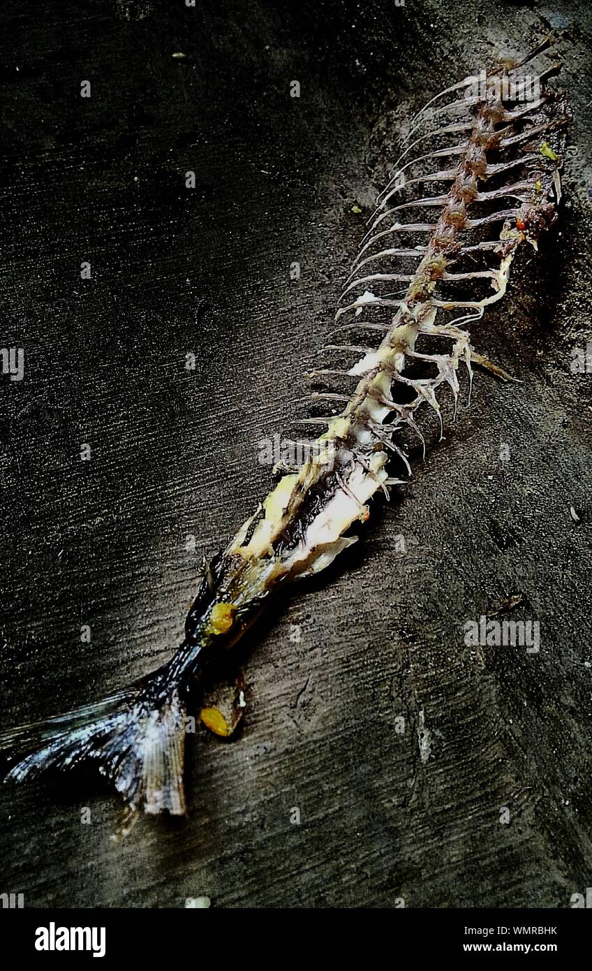 Fish bone hi-res stock photography and images - Alamy