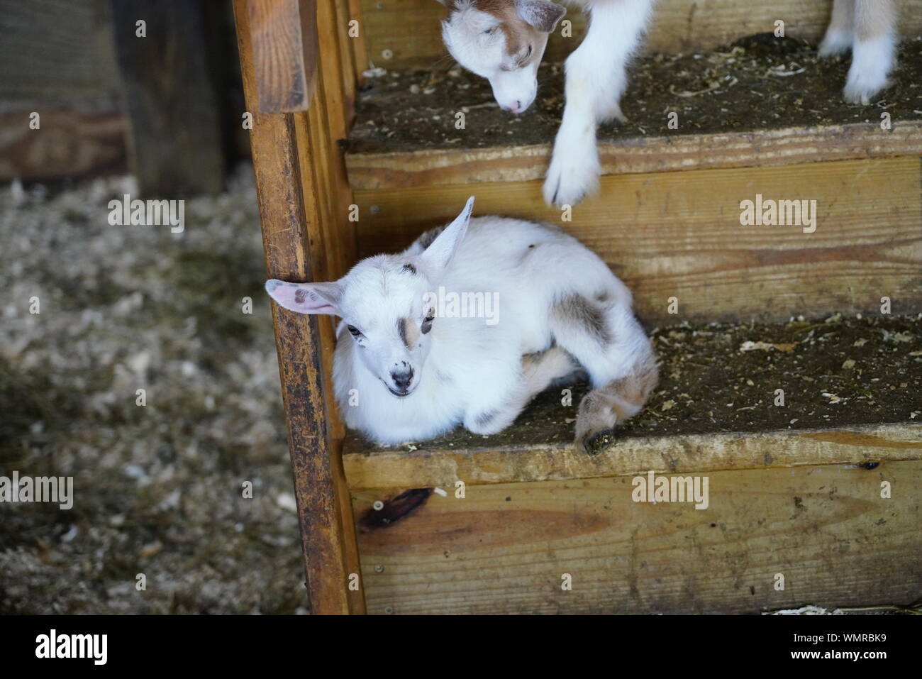 Pygmy Goat Family at Wisconsin Dells Zoo play around Stock Photo - Alamy