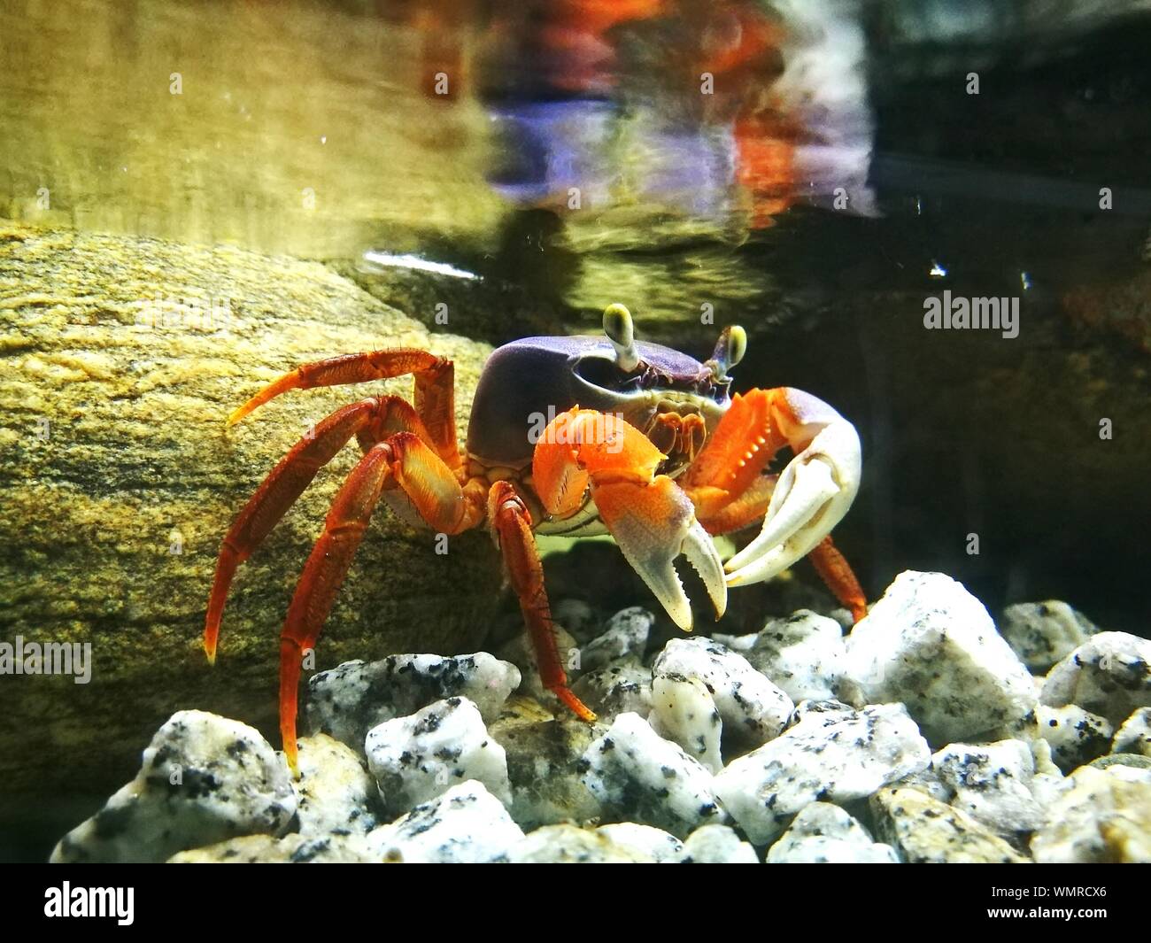 Crab tank hi-res stock photography and images - Alamy