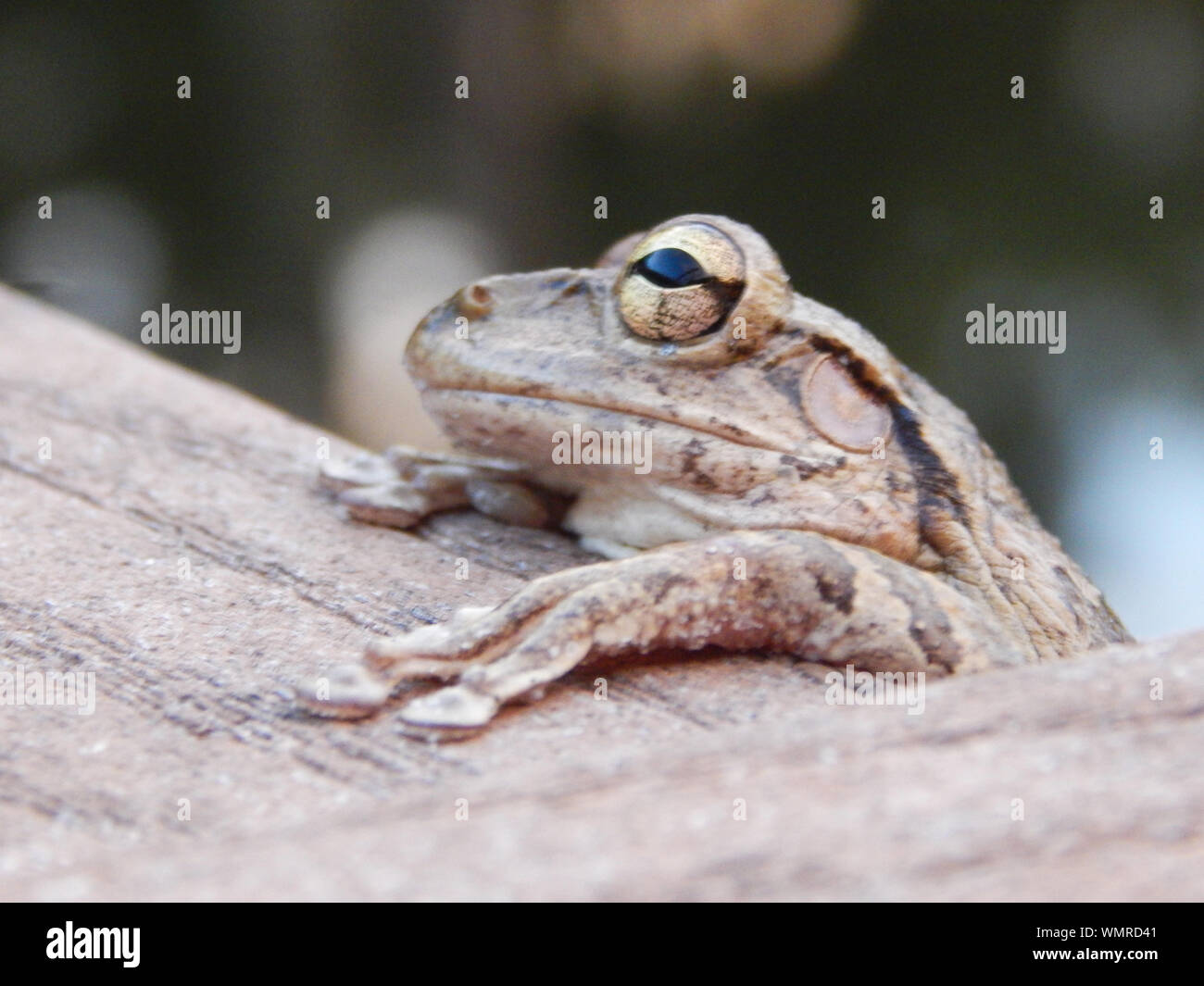 Close up toad hi-res stock photography and images - Alamy