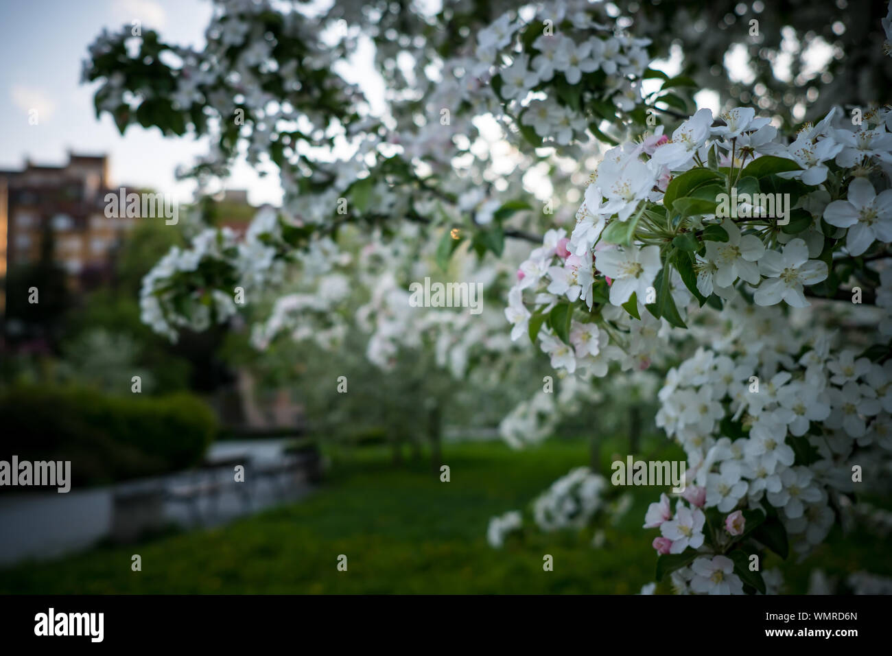 Beautiful flowering trees in the heart of Warsaw Stock Photo - Alamy