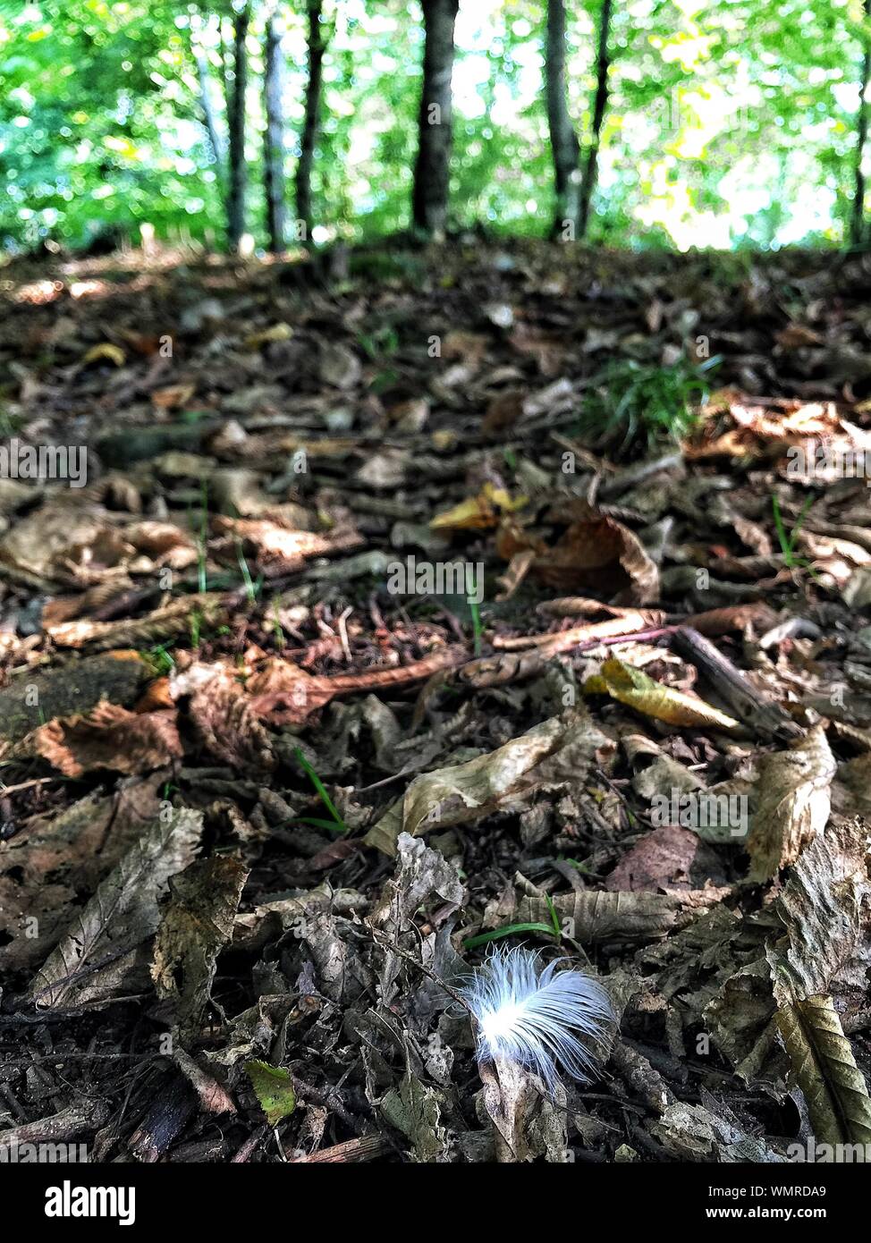 The ground and trees hi-res stock photography and images - Alamy