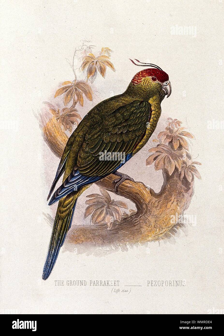 Beautiful parrakeet hi-res stock photography and images - Alamy