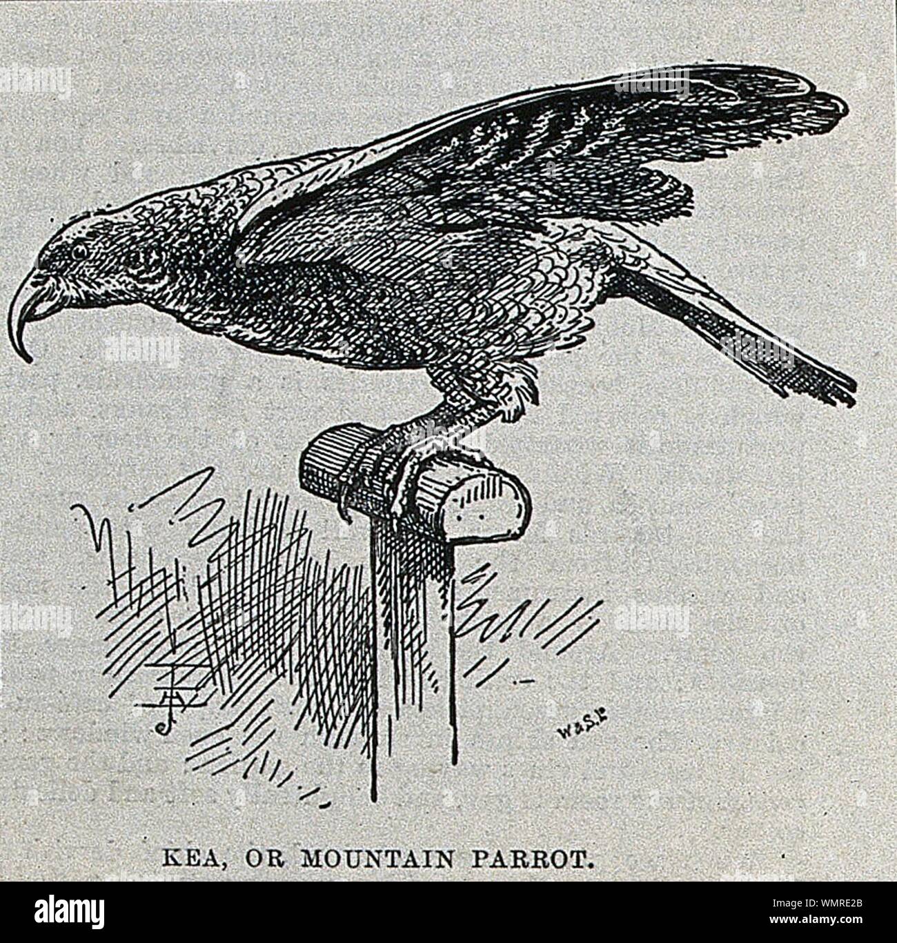 Kea flying hi-res stock photography and images - Alamy