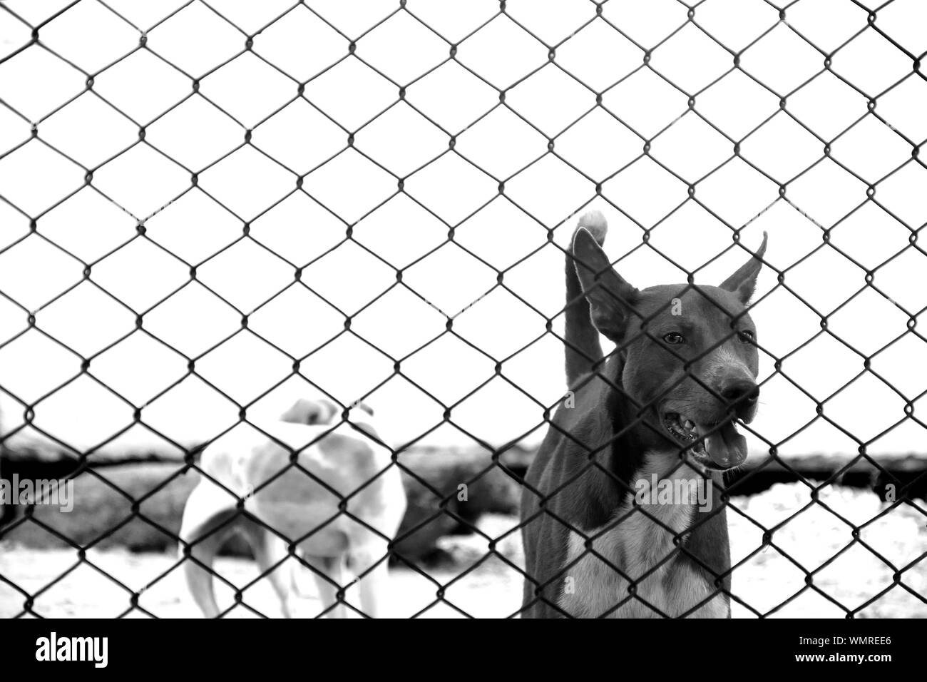Dog looking through fence hi-res stock photography and images - Alamy